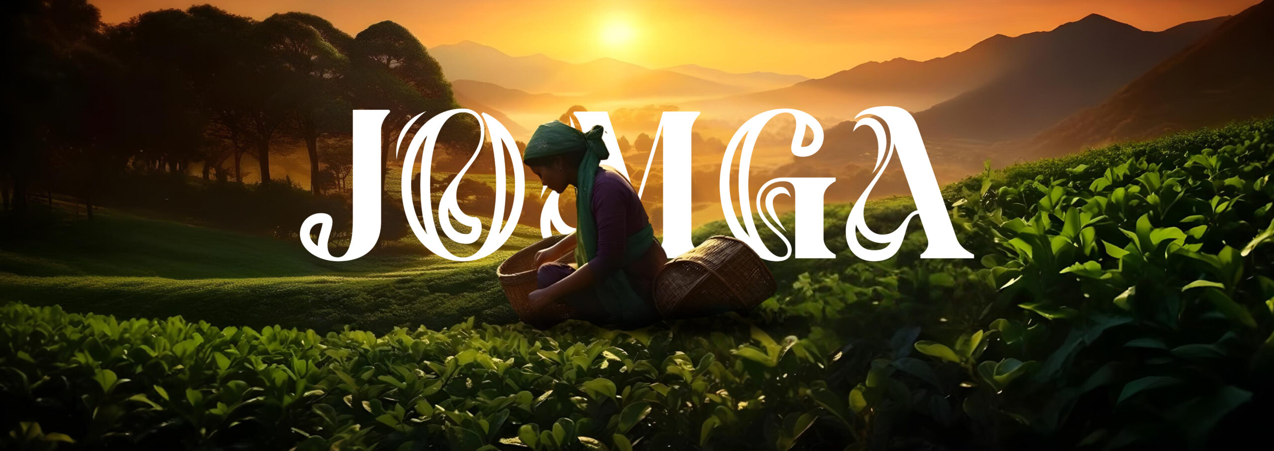 Jomga Tea - Our Teas | Best Tea Leaves Brand